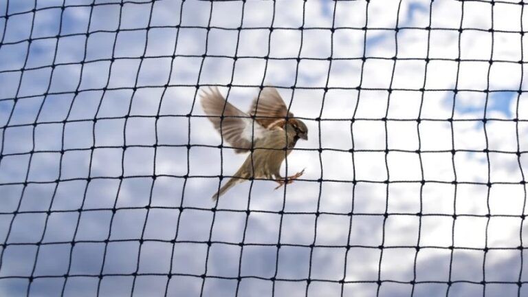 High Quality Anti Bird Nets Manufacturer & Supplier in 2025